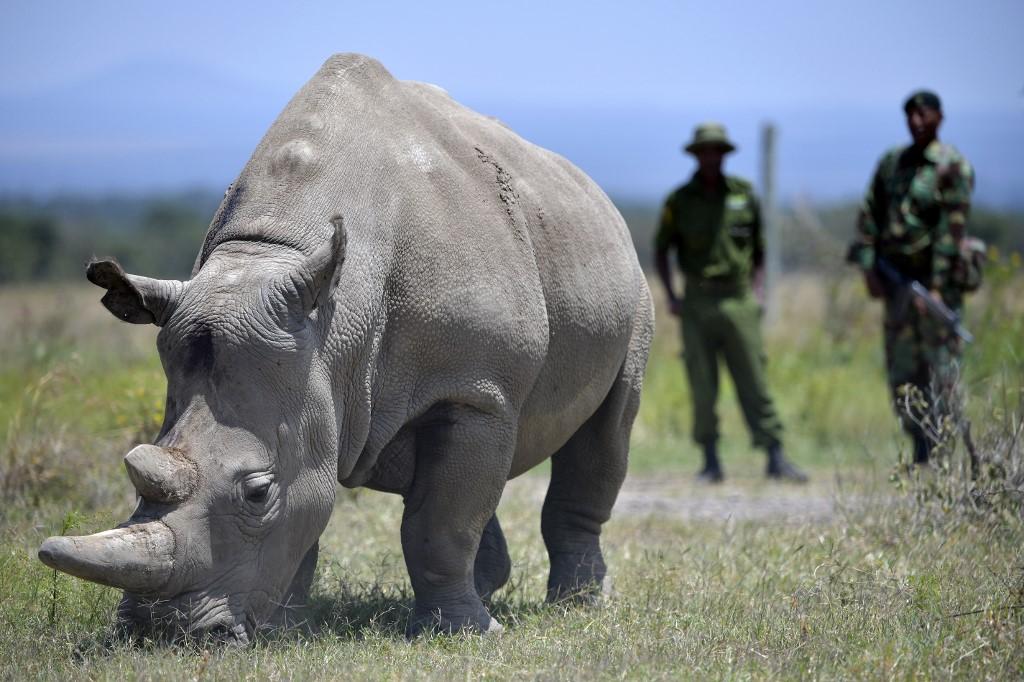 rinoceronte branco extinto