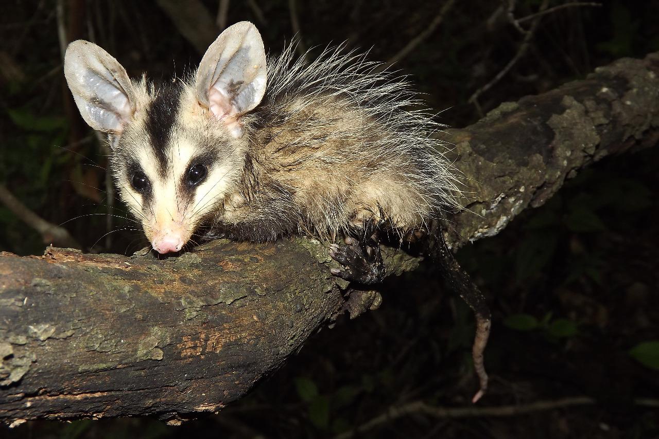 Biocangaço: pesquisadores do Cariri difundem diversidade da Caatinga ...