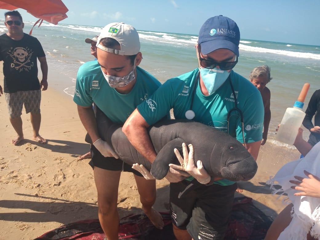 Filhote de peixe-boi é resgatado na Praia do Morro Branco - Metro ...