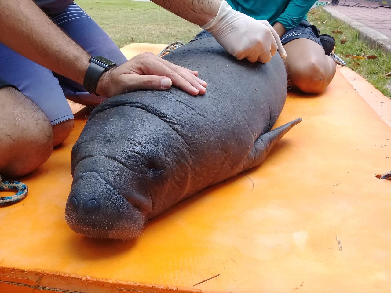 Peixe Boi Recem Nascido Curiosidades Sobre O Peixe Boi | Guia Dos