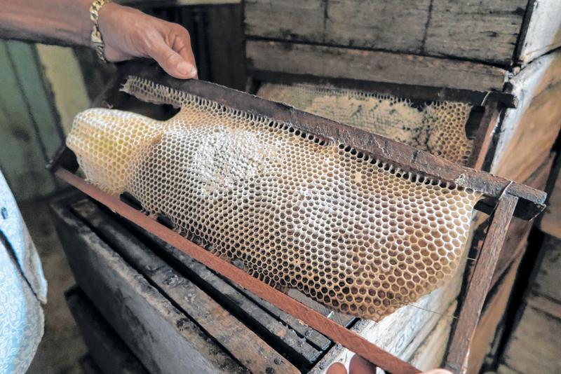 Com boas chuvas, safra de mel no Cariri deve ser superior em 50% ...