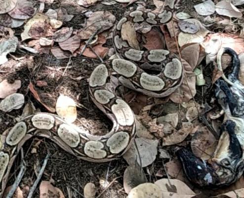 Cobra jiboia é capturada em chácara na zona rural de Iguatu - Região ...