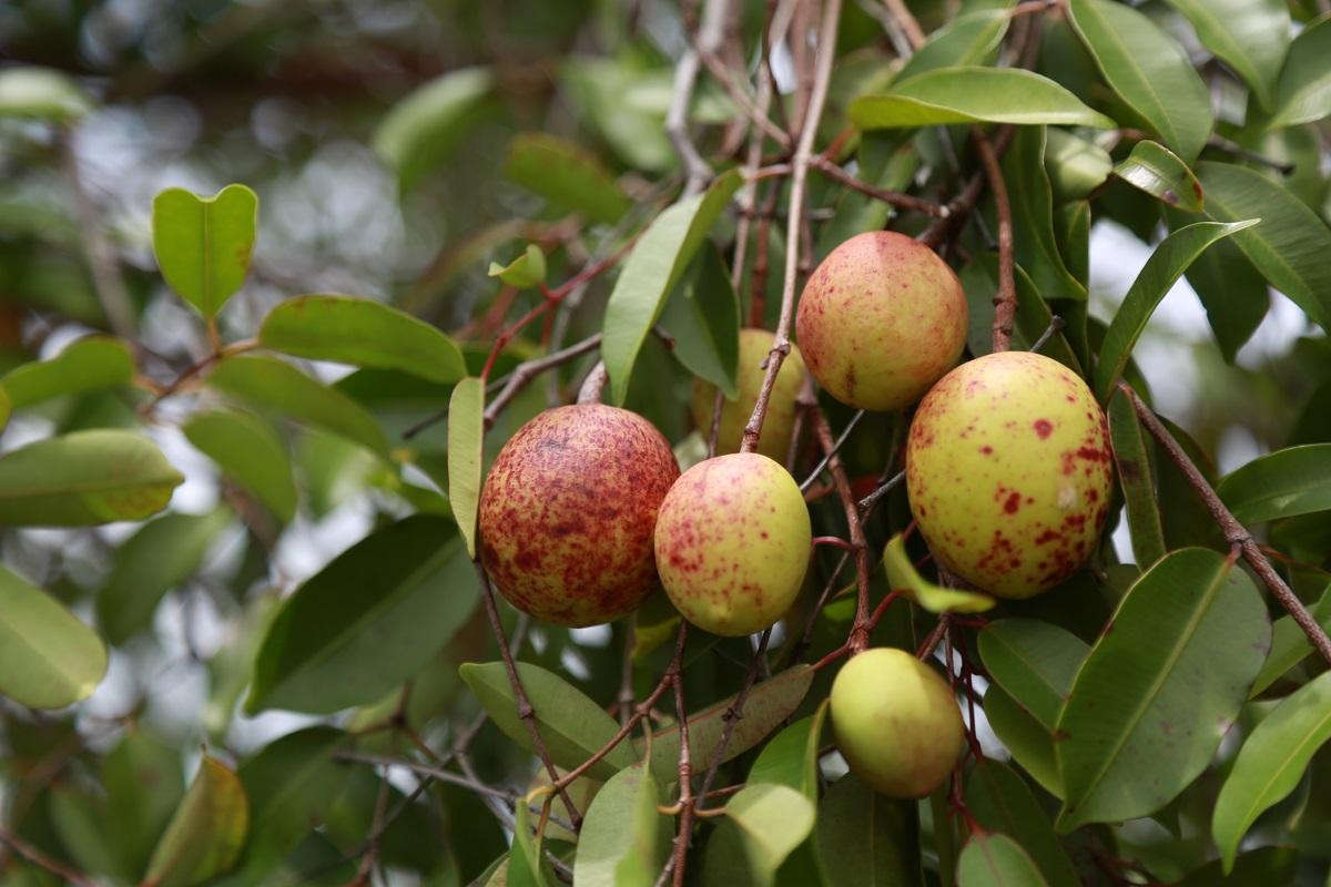 Mangaba: o que é, benefícios e como fazer o suco - Ser Saúde - Diário ...