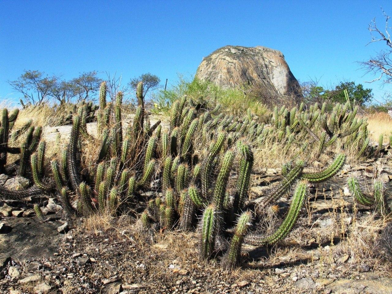 Apenas 2,5% da Caatinga está em área de preservação no Ceará - Região ...