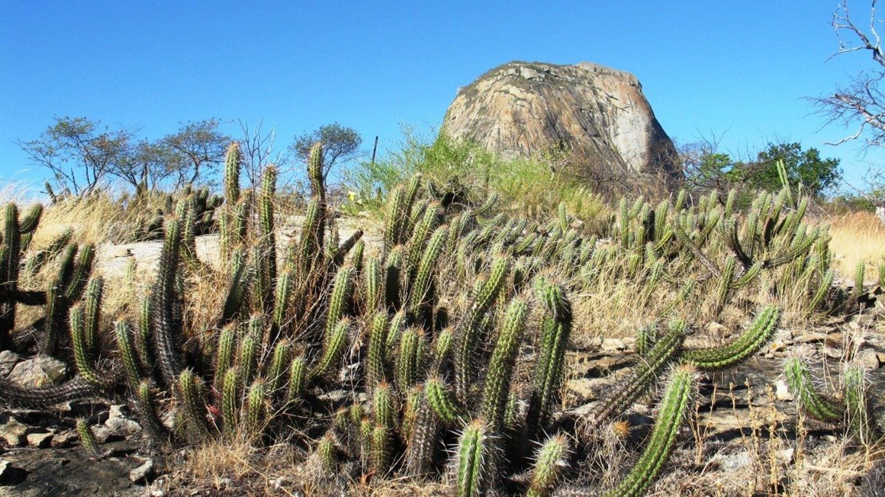 Apenas 2 5 Da Caatinga Est Em rea De Preserva o No Cear Regi o apenas-2-5-da-caatinga-est-em-rea-de-preserva-o-no-cear-regi-o