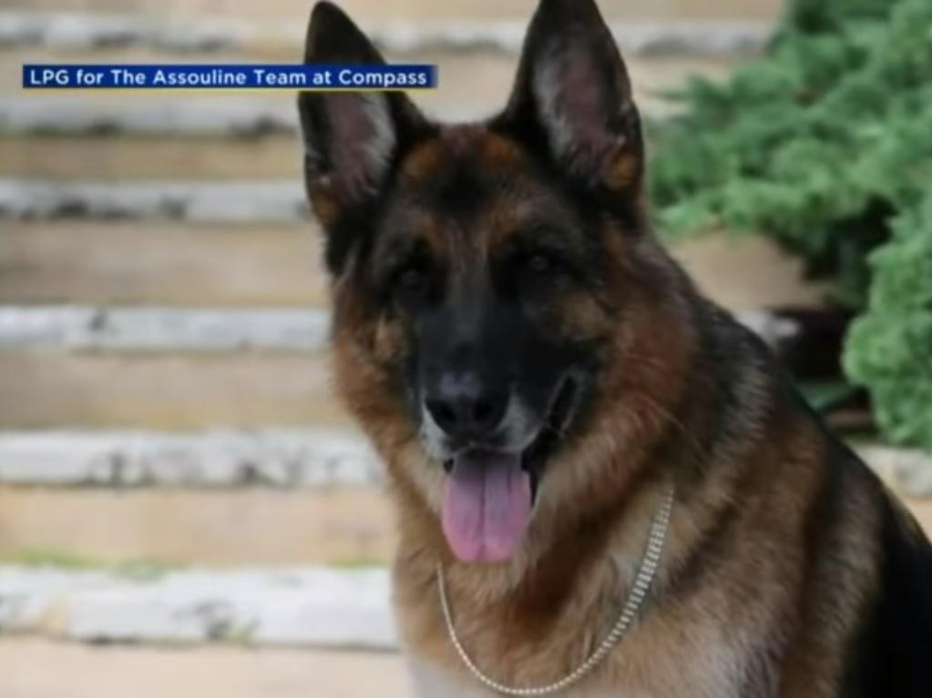 Cachorro dono de US$ 500 milhões coloca mansão que já foi de Madonna à ...