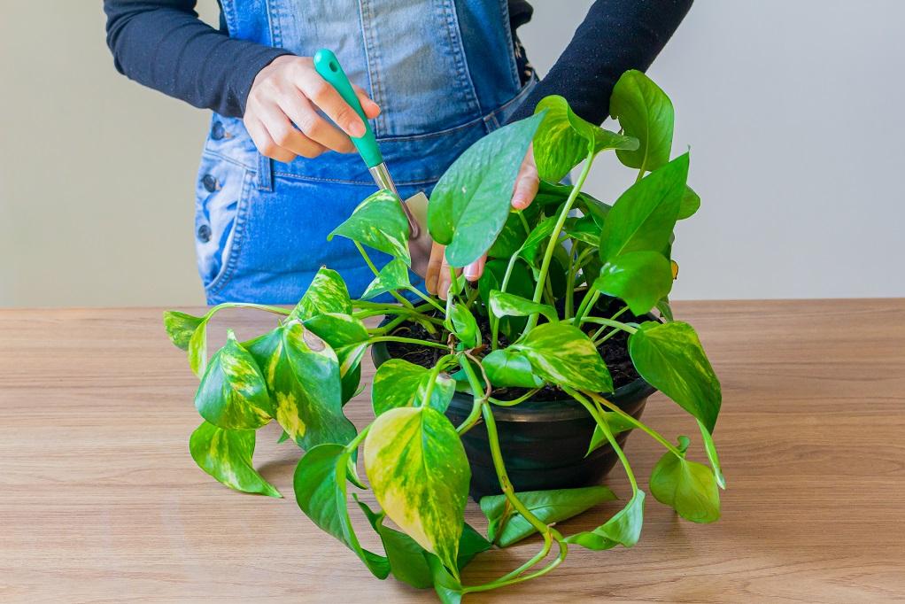 Planta jiboia: veja como cuidar e usar na decoração - Meio Ambiente ...