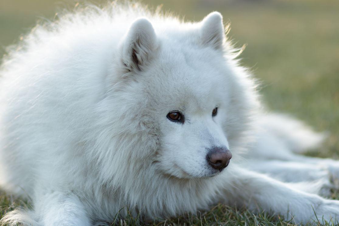 Samoieda: conheça principais características do cachorro e cuidados com ...