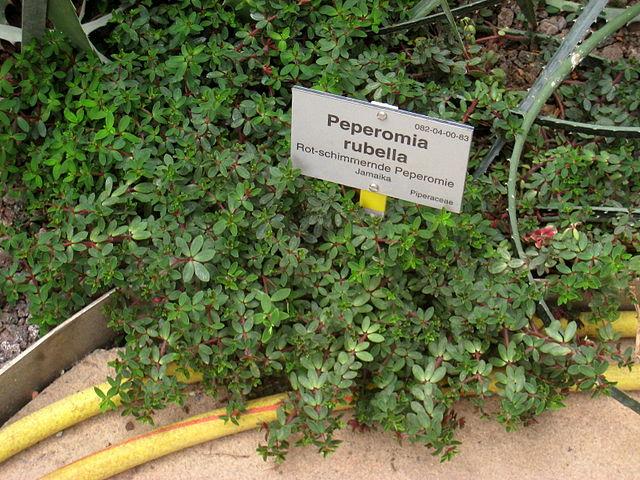 Peperômia: saiba os tipos, os cuidados e veja como cultivar - Meio ...