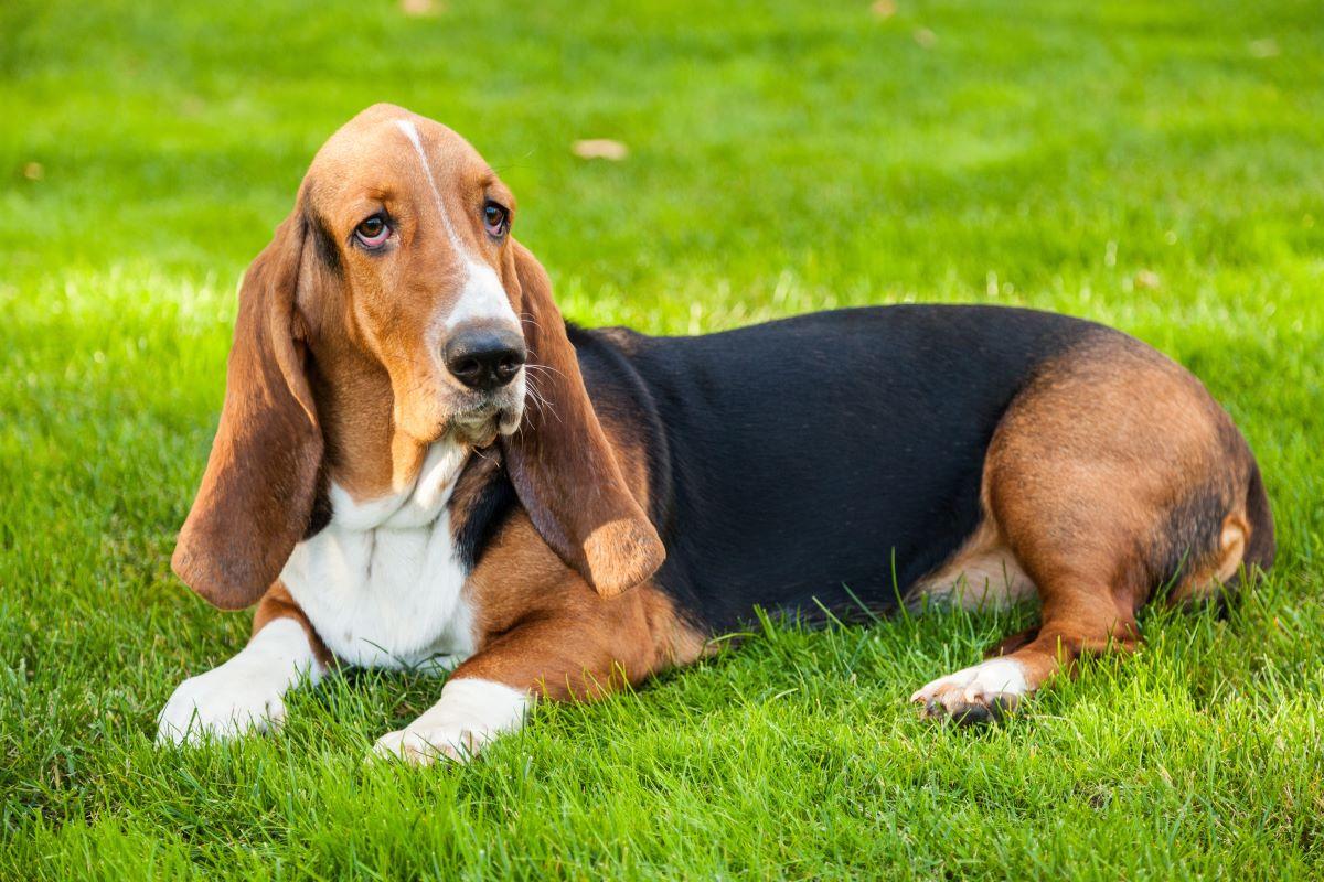 Cachorro Basset Hound: entenda mais sobre a raça - Pets - Diário do ...