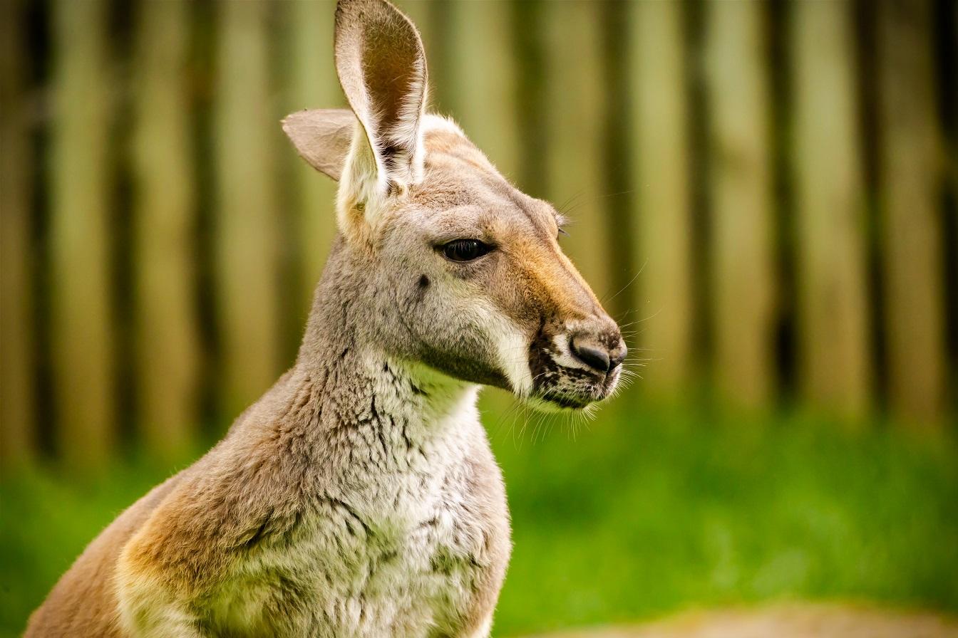 Canguru mata australiano que o mantinha como animal de estimação, diz ...
