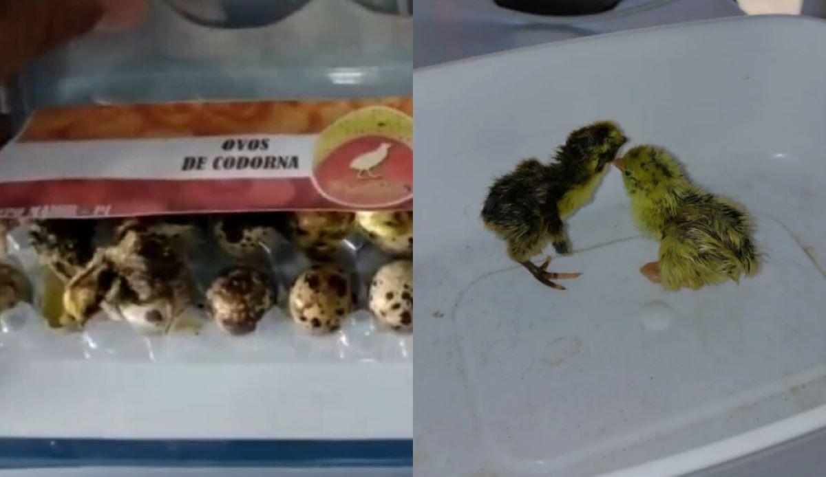 Codornas nascem em bandeja de ovos em mercado de cidade no Piauí; veja ...