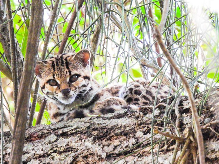 Gato-maracajá: espécie rara de felino é vista em unidade de conservação ...