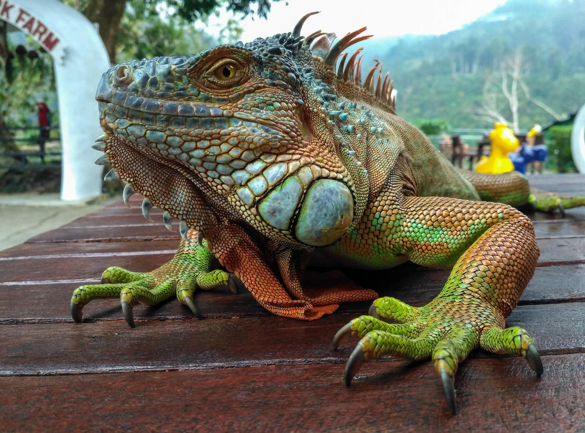 Iguana: saiba quanto custa, o que come e como ter uma - Pets - Diário ...