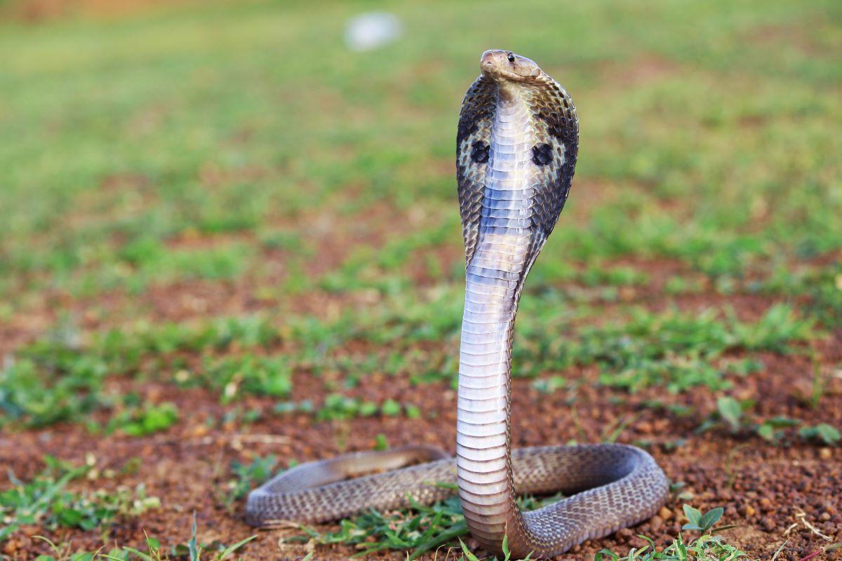 Cobra morre após ser mordida por criança de oito anos, na Índia - Mundo ...
