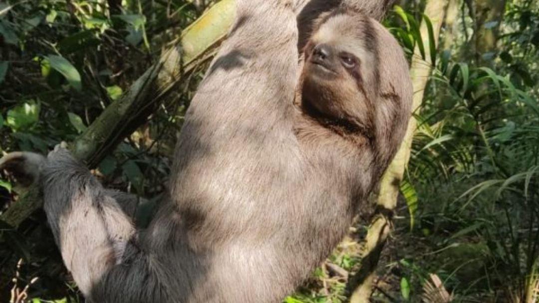 Preguiça gigante é vista no Parque Nacional da Tijuca; veja vídeo ...