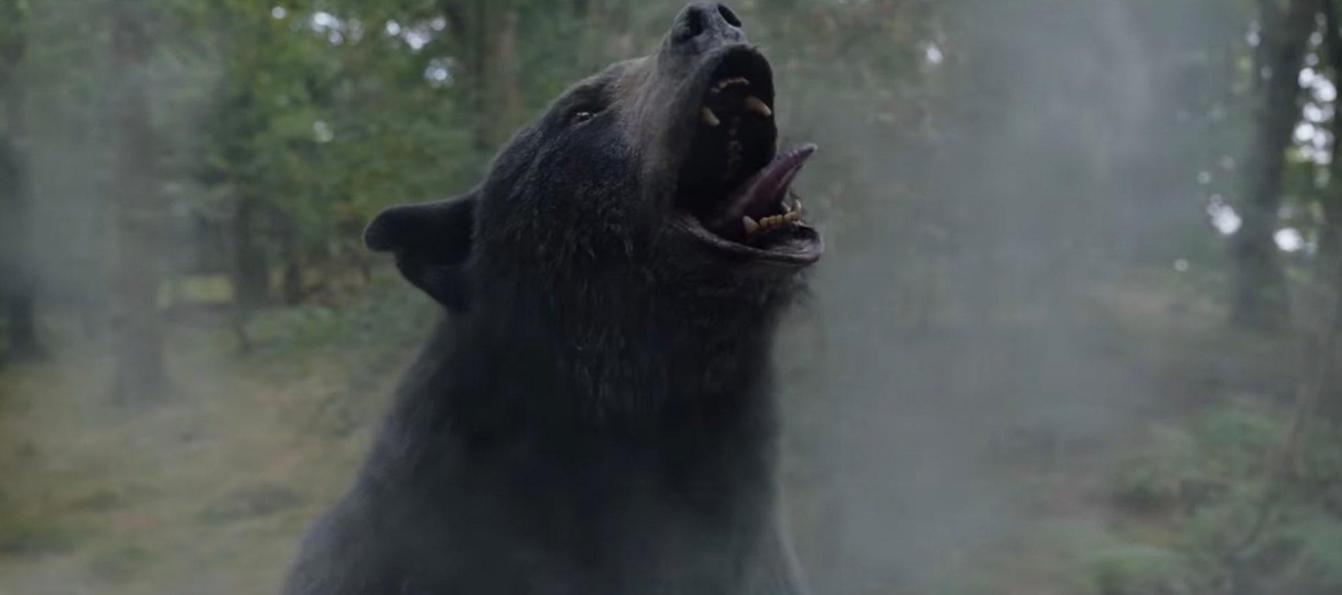 Conheça a história real do 'urso do pó branco', que usou 40kg de ...