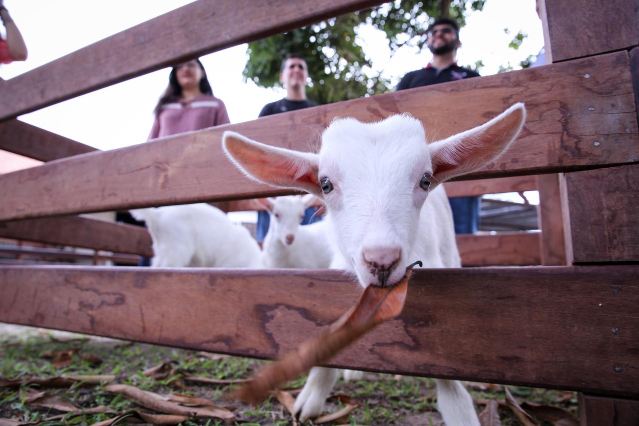 Após 20 anos da morte da ovelha Dolly, saiba como estão vacas, cabras e ...