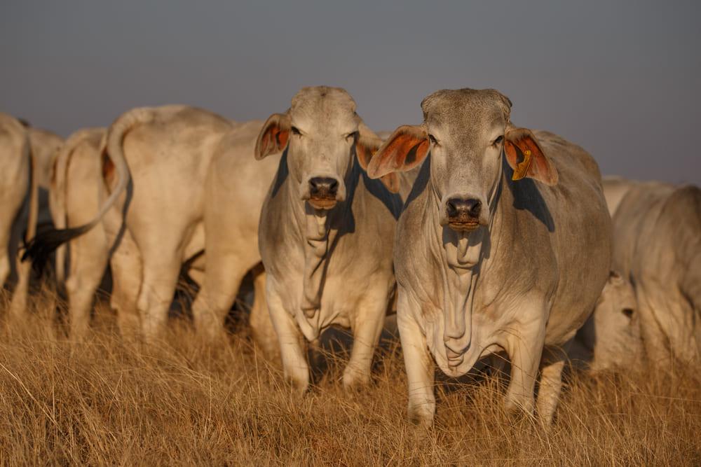 Doença da vaca louca: entenda o que é e quais os sintomas em humanos ...