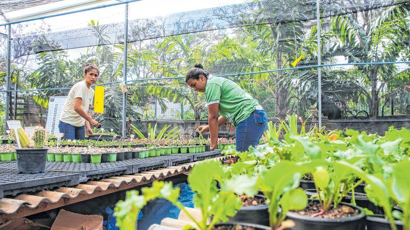 Faec e Embrapa Agroindústria Tropical unem-se pelo agro cearense ...