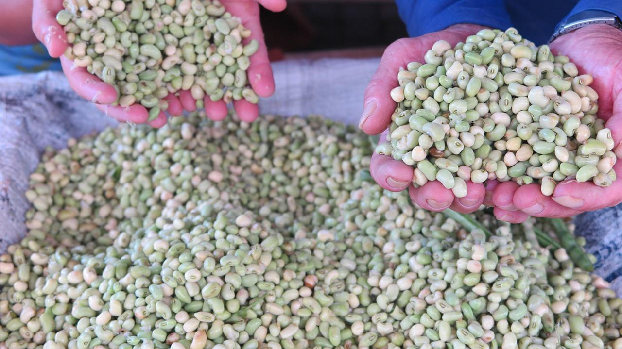 Os Granjeiro produzem feijão verde o ano inteiro em Paracuru - Egídio ...