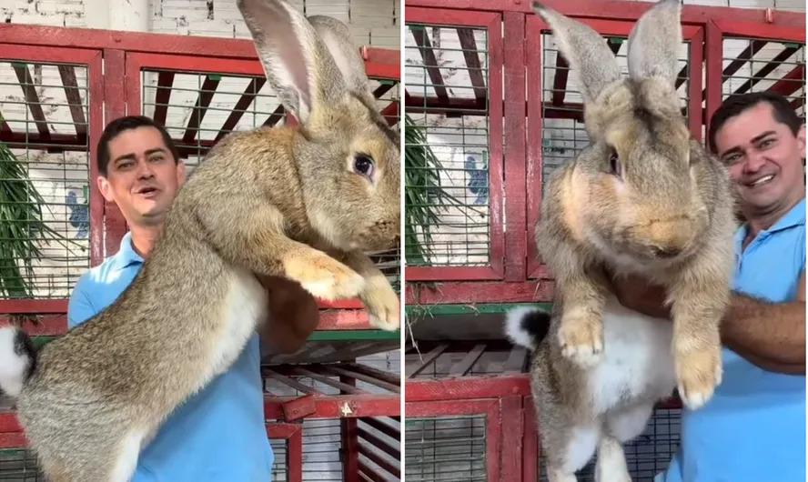 Raça de coelho gigante, do tamanho de um cachorro, viraliza nas redes ...