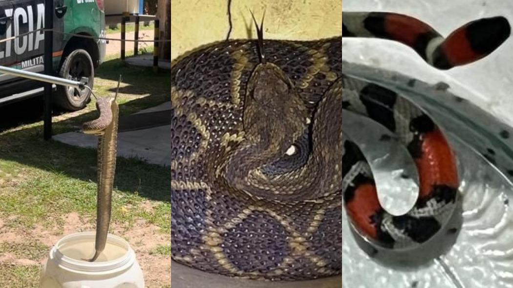 Três serpentes peçonhentas são resgatadas pela Polícia Militar no ...