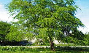 Algaroba pode ser boa alternativa para Semiárido, se bem manejada ...