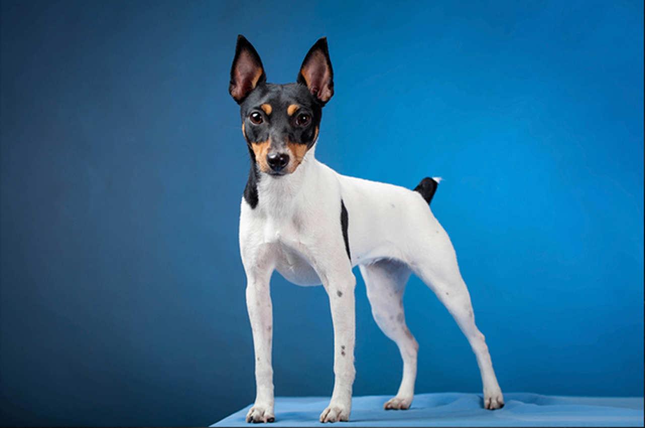 Fox Paulistinha ou Terrier Brasileiro: conheça a raça - Pets - Diário ...