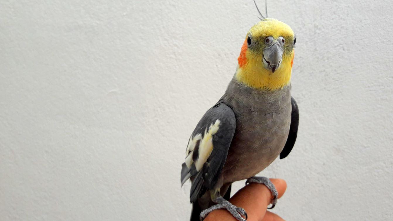 Calopsita: saiba características, como cuidar e curiosidades sobre a ...