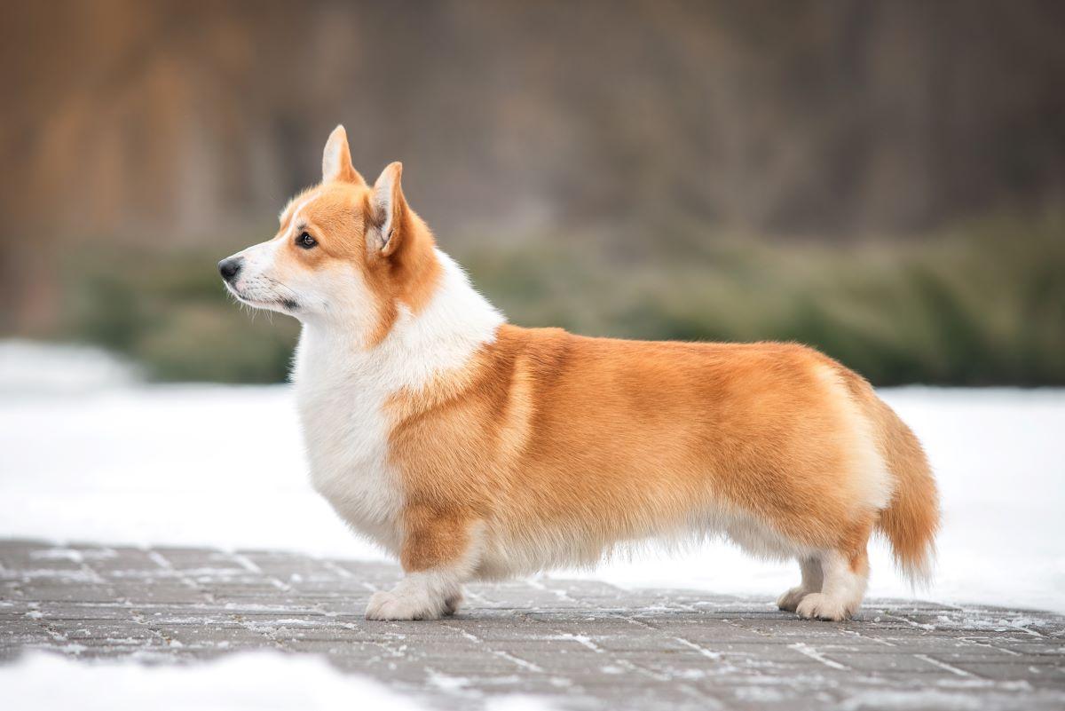Cachorro corgi: saiba tudo sobre a raça - Pets - Diário do Nordeste