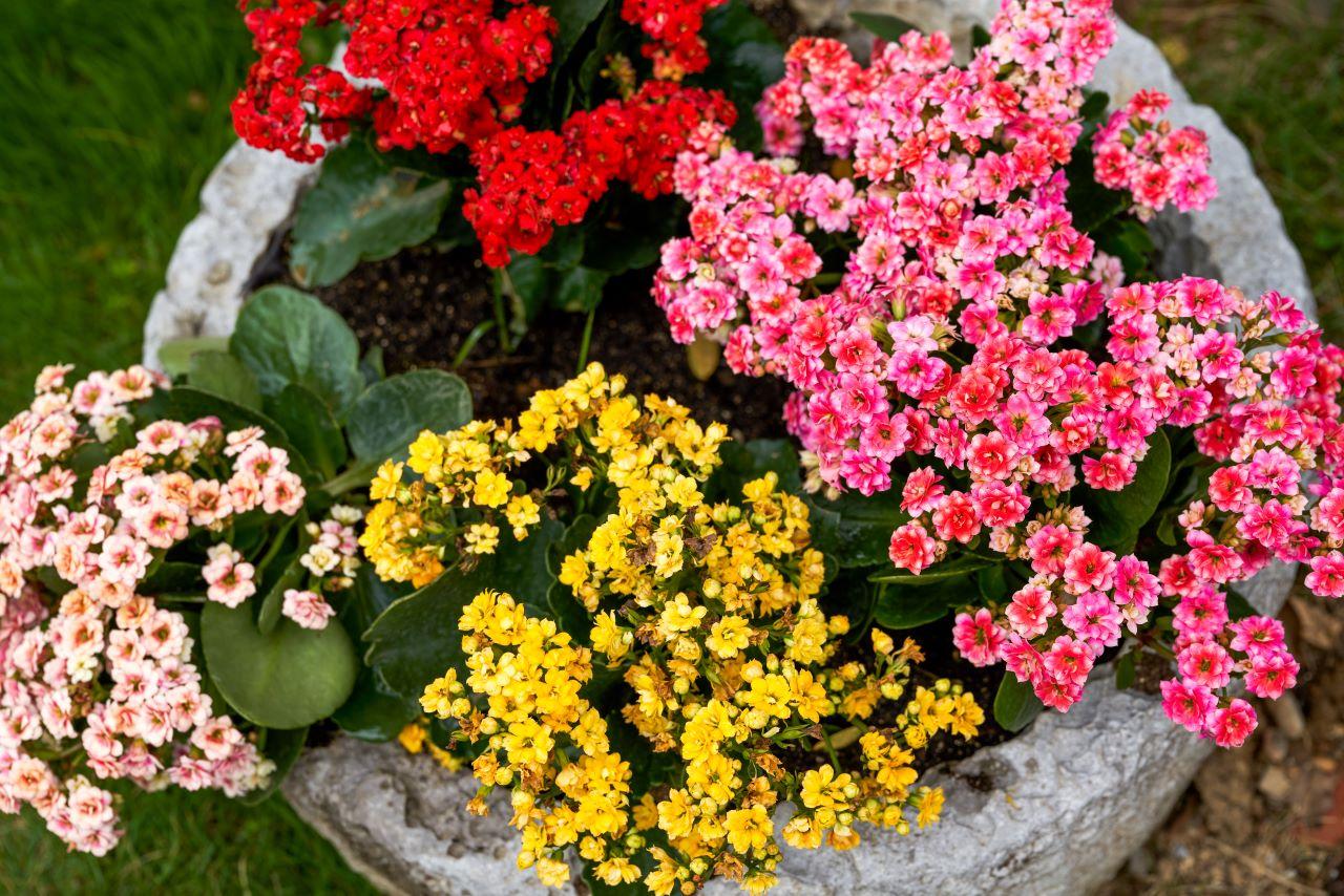 Kalanchoe: saiba como cuidar da flor da fortuna - Meio Ambiente ...